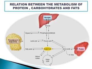 Interaction between carbohydrate , protein and fat metabolism | PPTX
