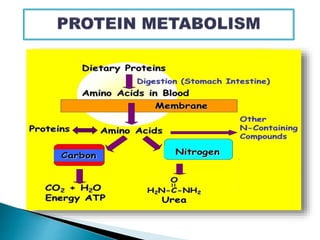 Interaction between carbohydrate , protein and fat metabolism | PPTX