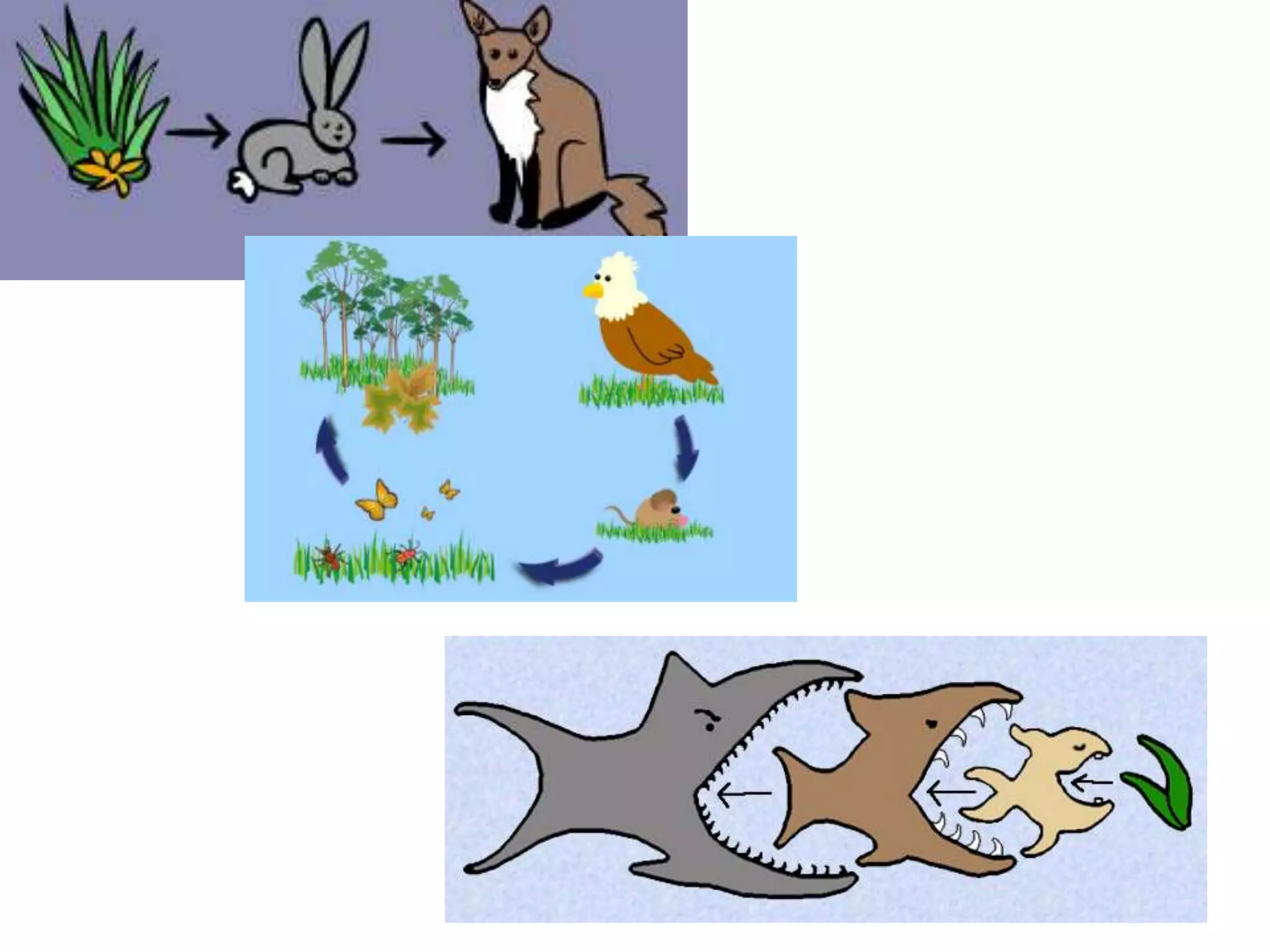 Interaction food chain | PPTX