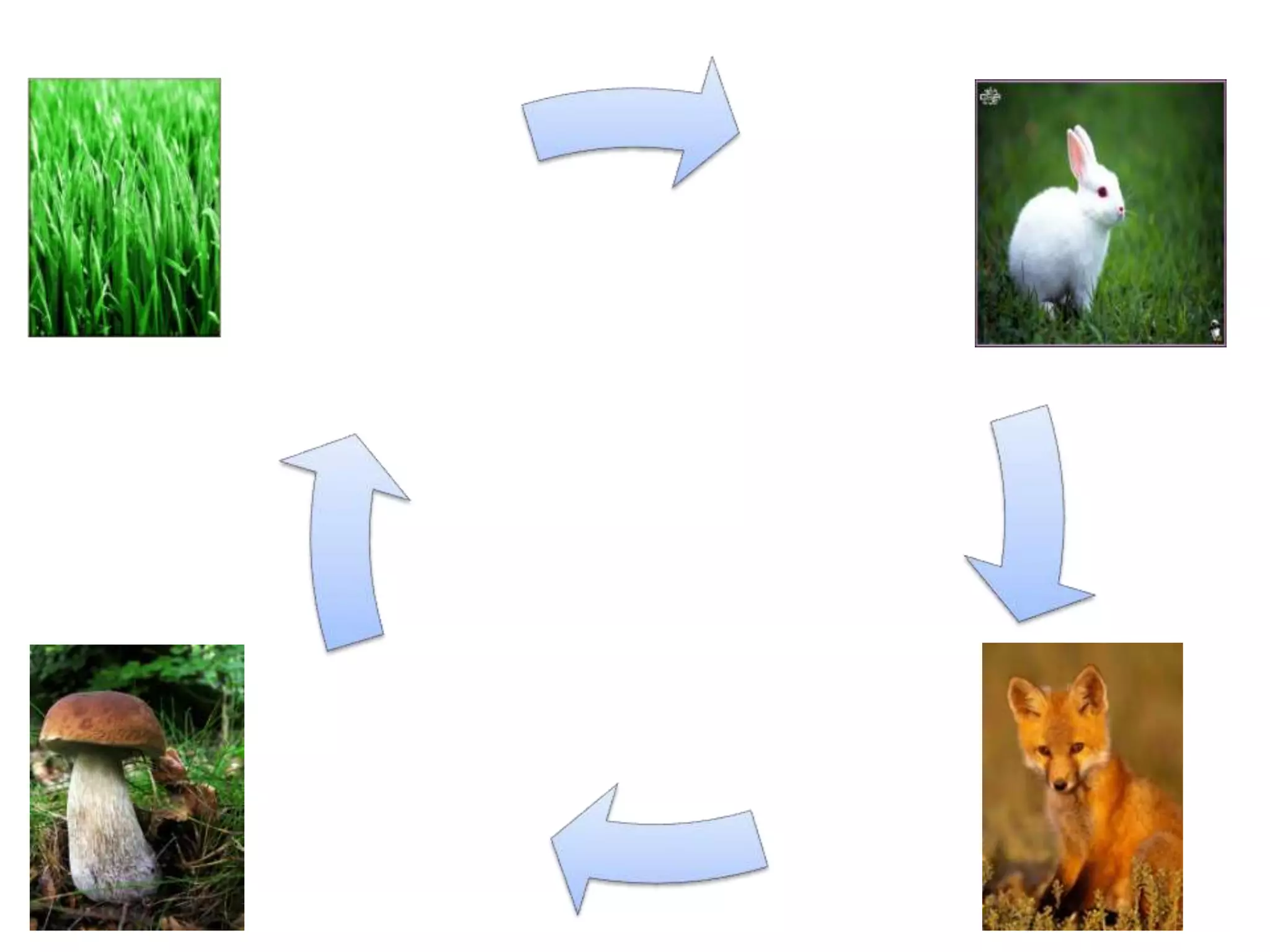 Interaction food chain | PPTX