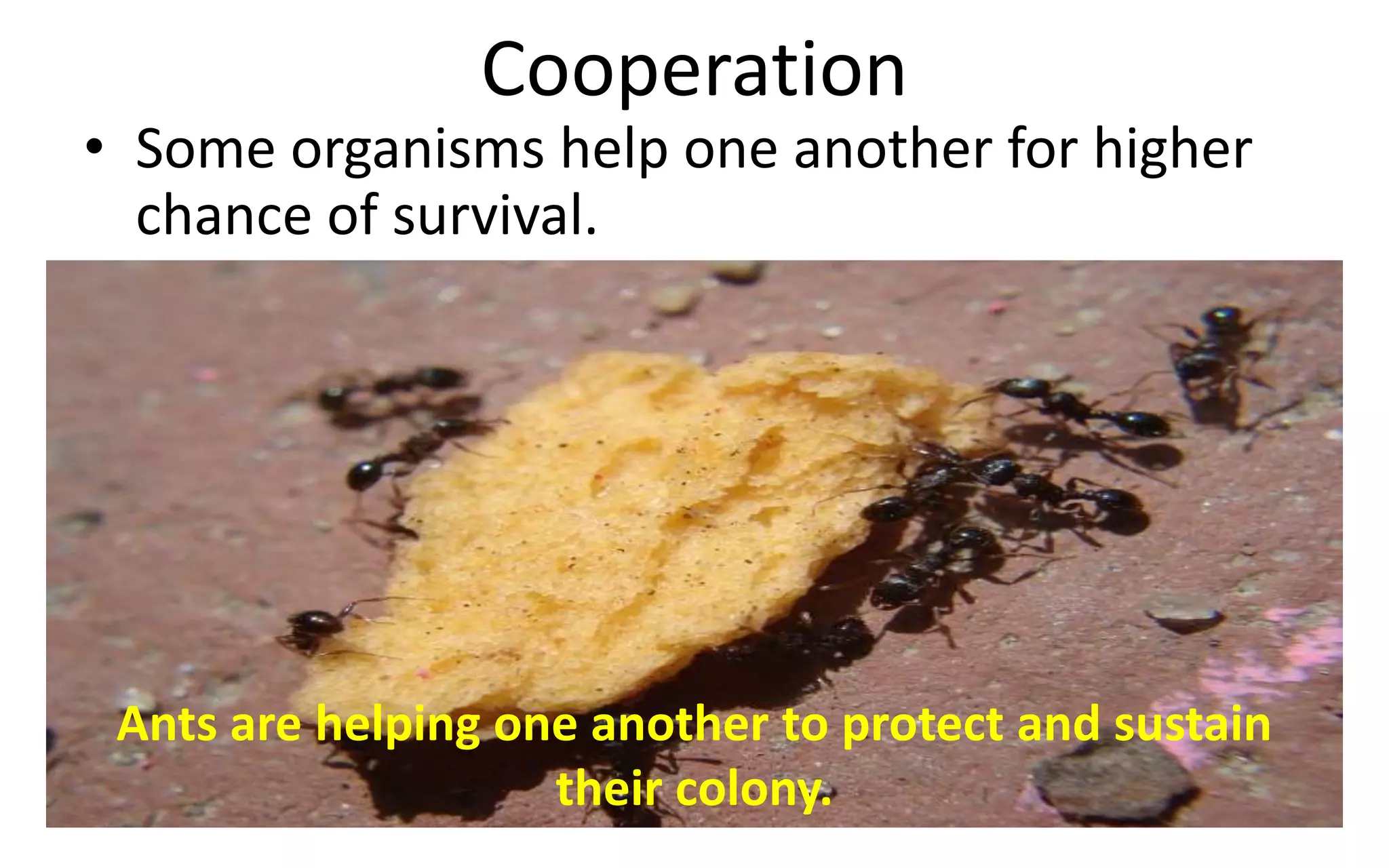 Interaction of Living Things | PPTX