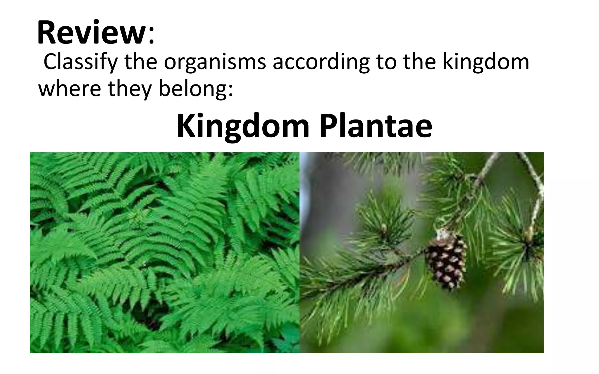 Interaction of Living Things | PPTX