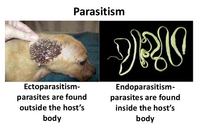Examples Of Parasitism Biology Wise
