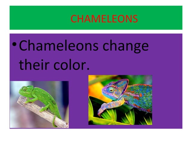 Animals Interaction | PPT