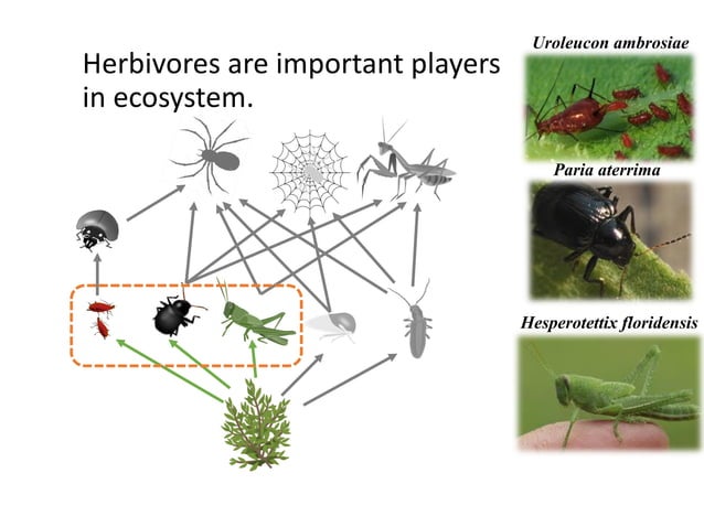 Interaction network of three insect herbivores | PPT