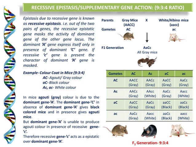 Interaction of genes | PDF