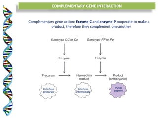 Interaction of genes | PDF