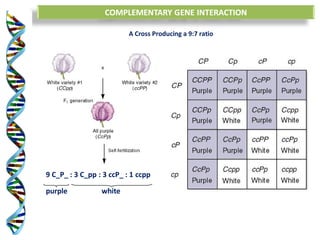 Interaction of genes | PDF