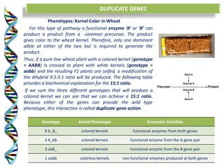 Interaction of genes | PDF