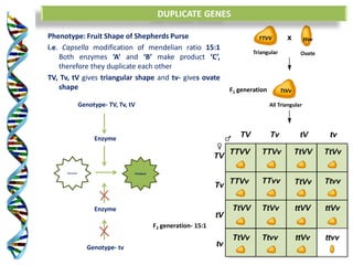 Interaction of genes | PDF
