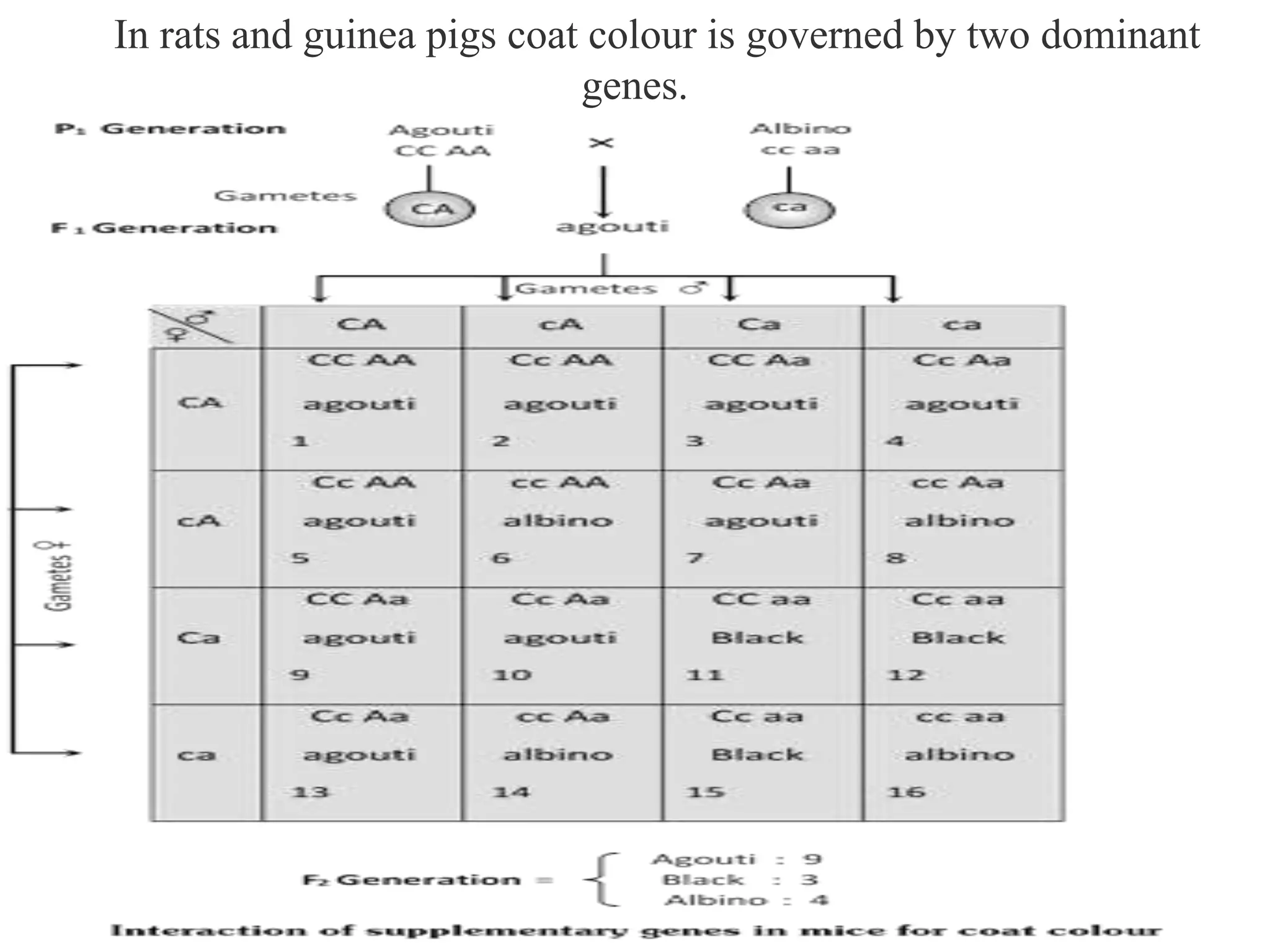 Interaction of genes complimentary, supplementary and epistasis | PPTX