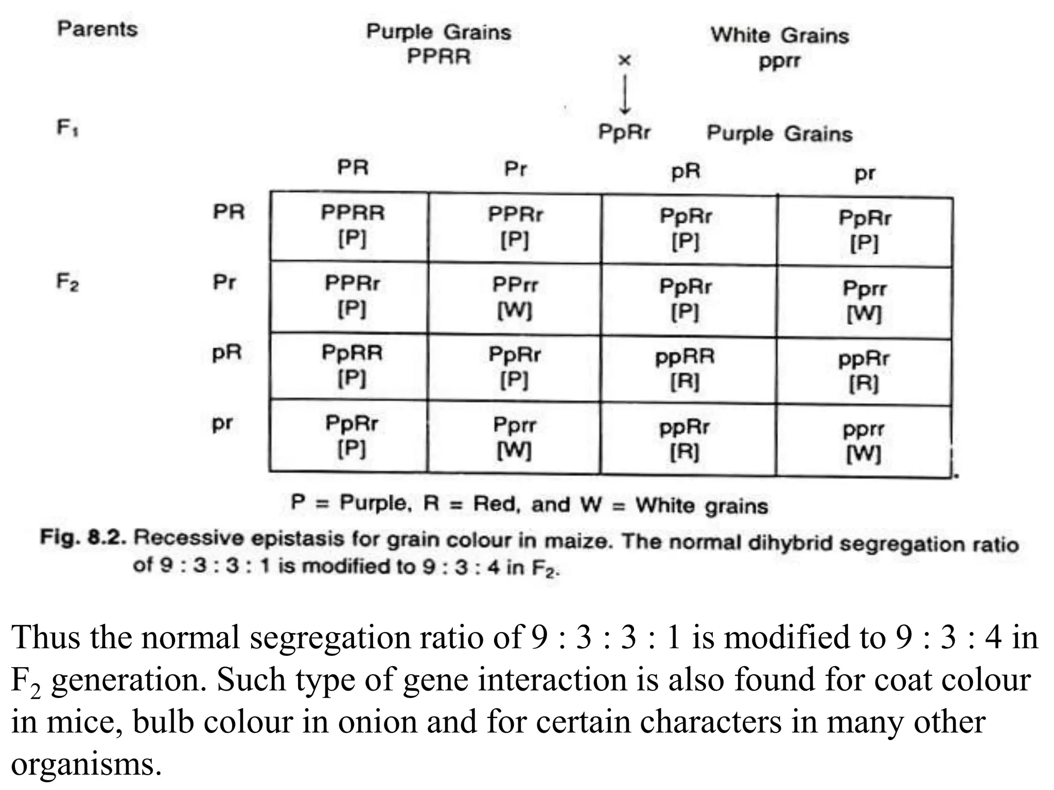 Interaction of genes complimentary, supplementary and epistasis | PPTX