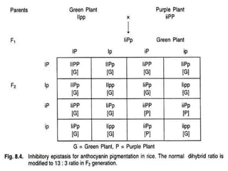 Interaction of genes complimentary, supplementary and epistasis | PPTX