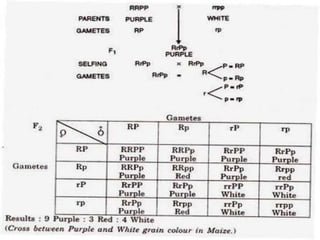 Interaction of genes complimentary, supplementary and epistasis | PPTX