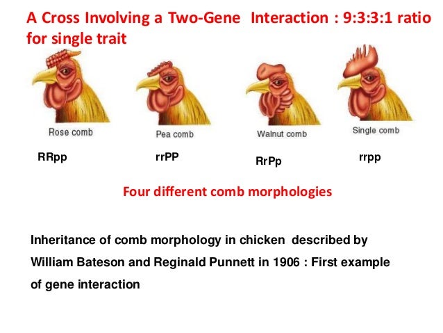 Interaction of genes for slide share