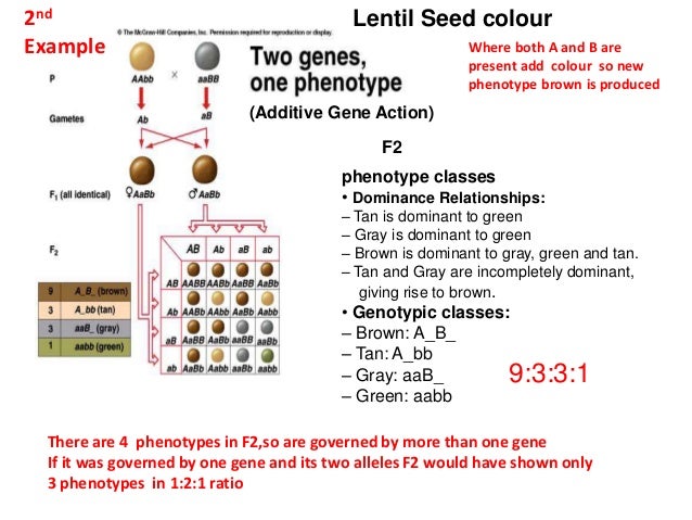 interaction-of-genes-for-slide-share
