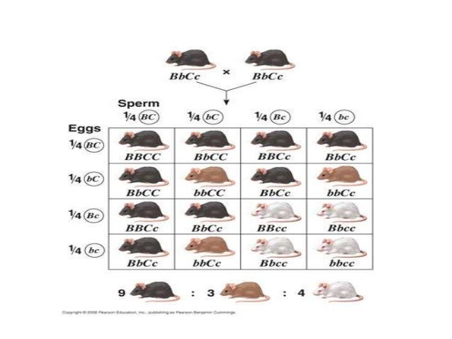 Interaction of genes for slide share