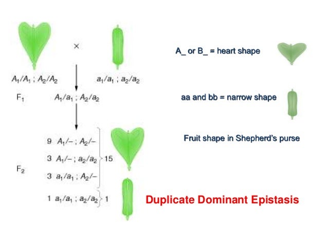 Interaction of genes for slide share