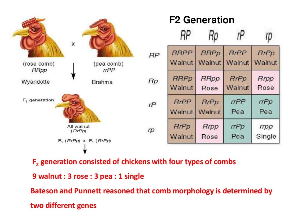 Interaction Of Genes For Slide Share Interaction Of Genes For Slide Share