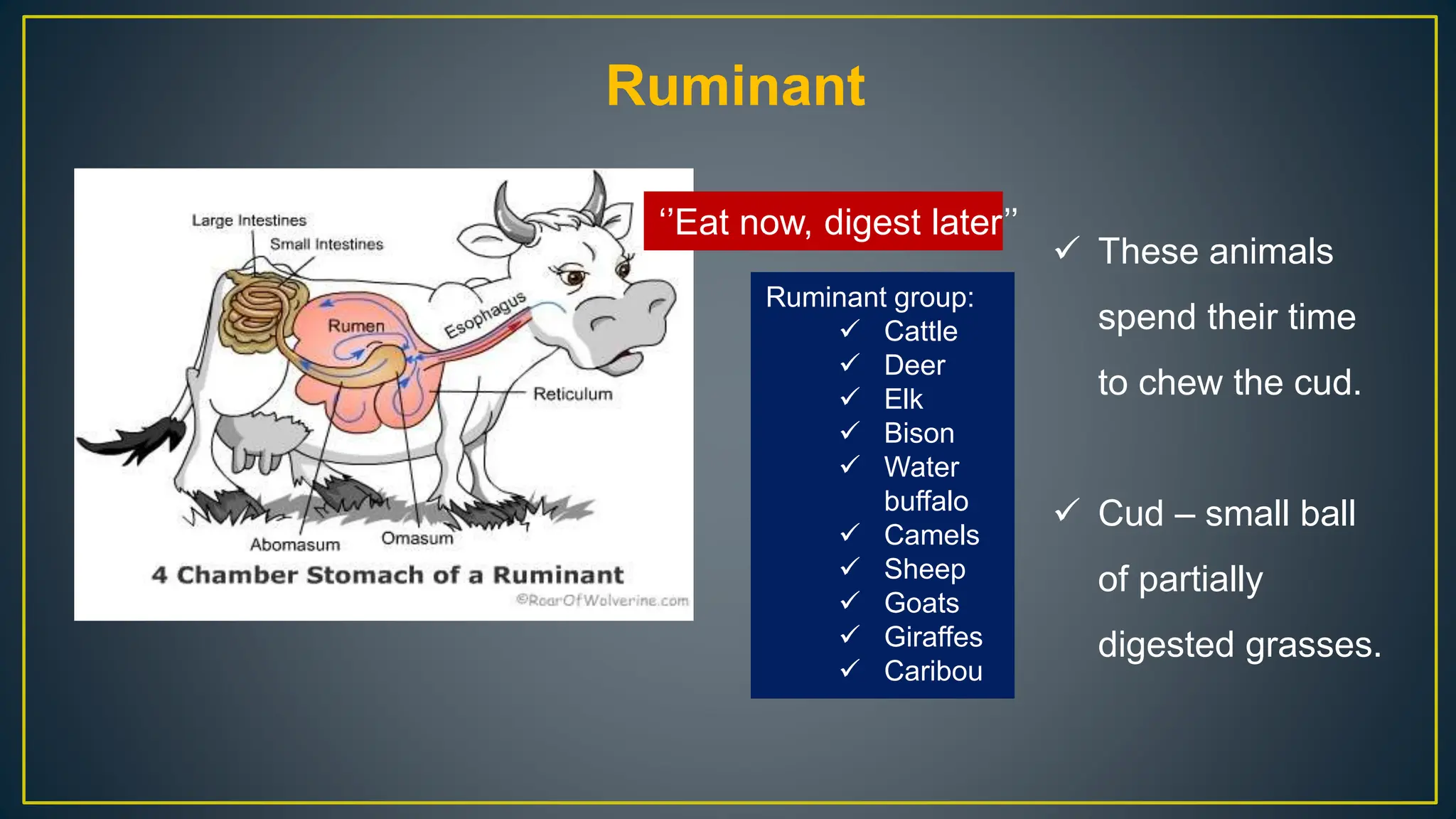 Interaction of microorganisms with Animals.pptx