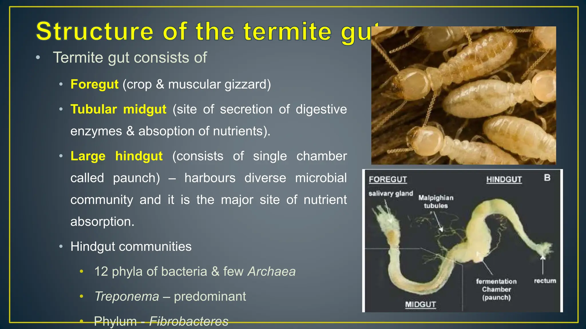Interaction of microorganisms with Insects.pptx