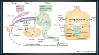 Interaction of microorganisms with Insects.pptx