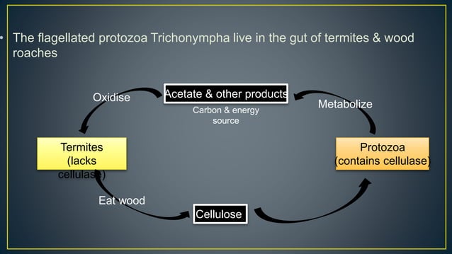 Interaction of microorganisms with Insects.pptx