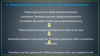 Interaction of microorganisms with Insects.pptx