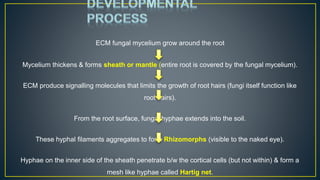 Interaction of microorganisms with vascular plants.pptx