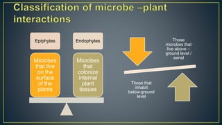 Interaction of microorganisms with vascular plants.pptx