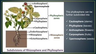 Interaction of microorganisms with vascular plants.pptx