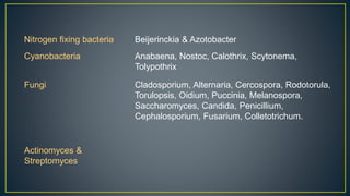 Interaction of microorganisms with vascular plants.pptx