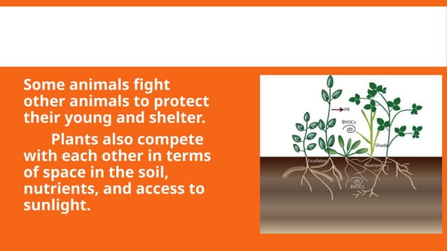 INTERACTIOn of plants and animals in the environment.pptx