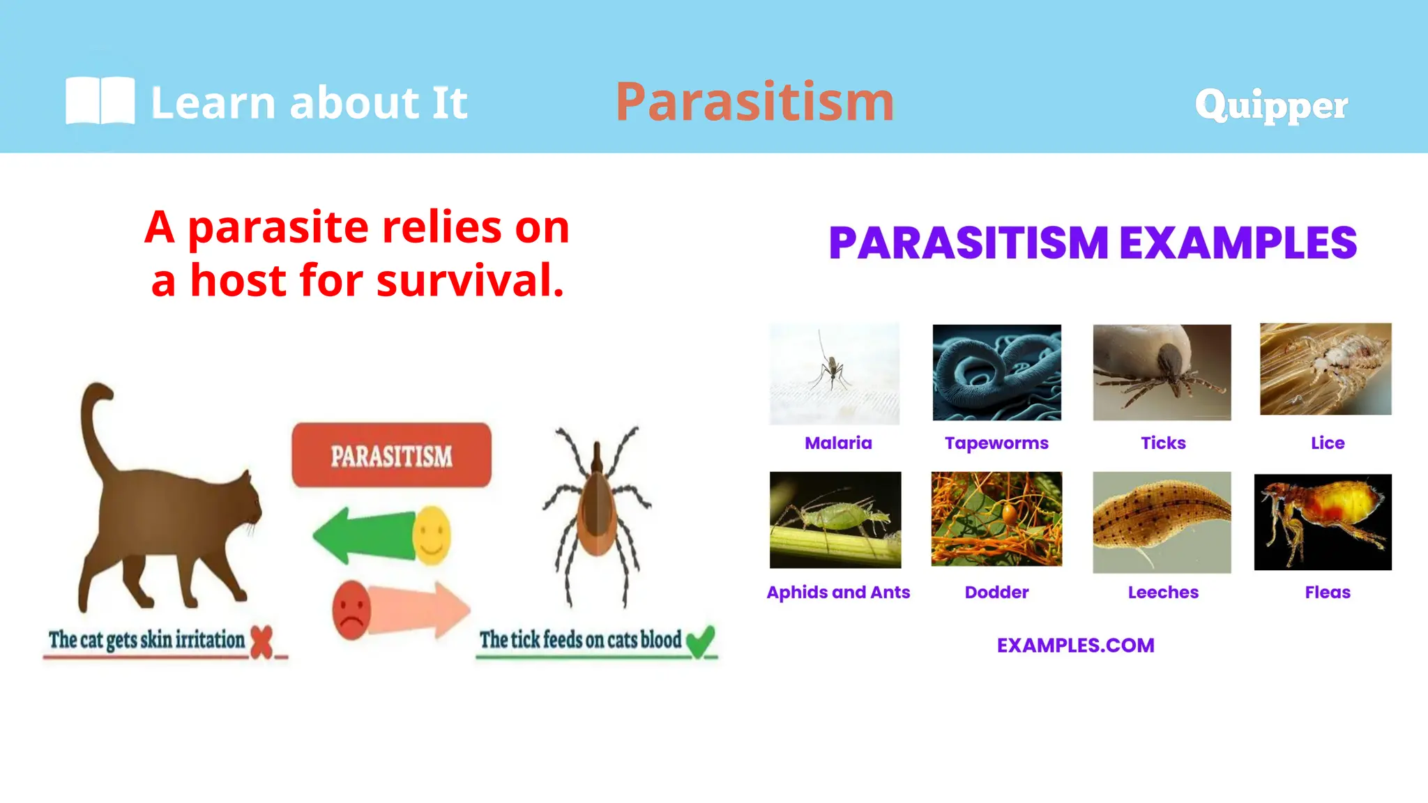 Interactions-Among-Living-Organisms_Symbiotic-Relationships.pptx
