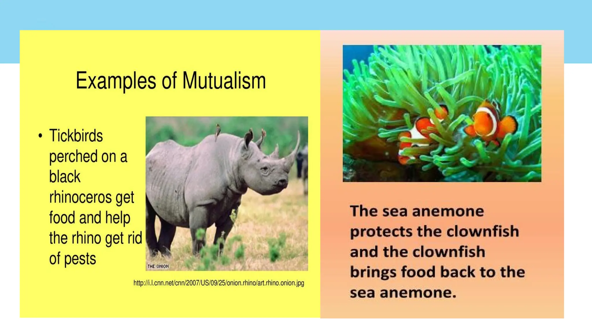 Interactions-Among-Living-Organisms_Symbiotic-Relationships.pptx