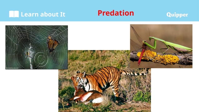 Interactions-Among-Living-Organisms_Symbiotic-Relationships.pptx