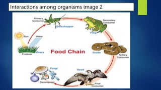 Interactions among Living and Non-Living Things in Intertidal grade 5 ...