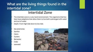 Interactions among Living and Non-Living Things in Intertidal grade 5 ...