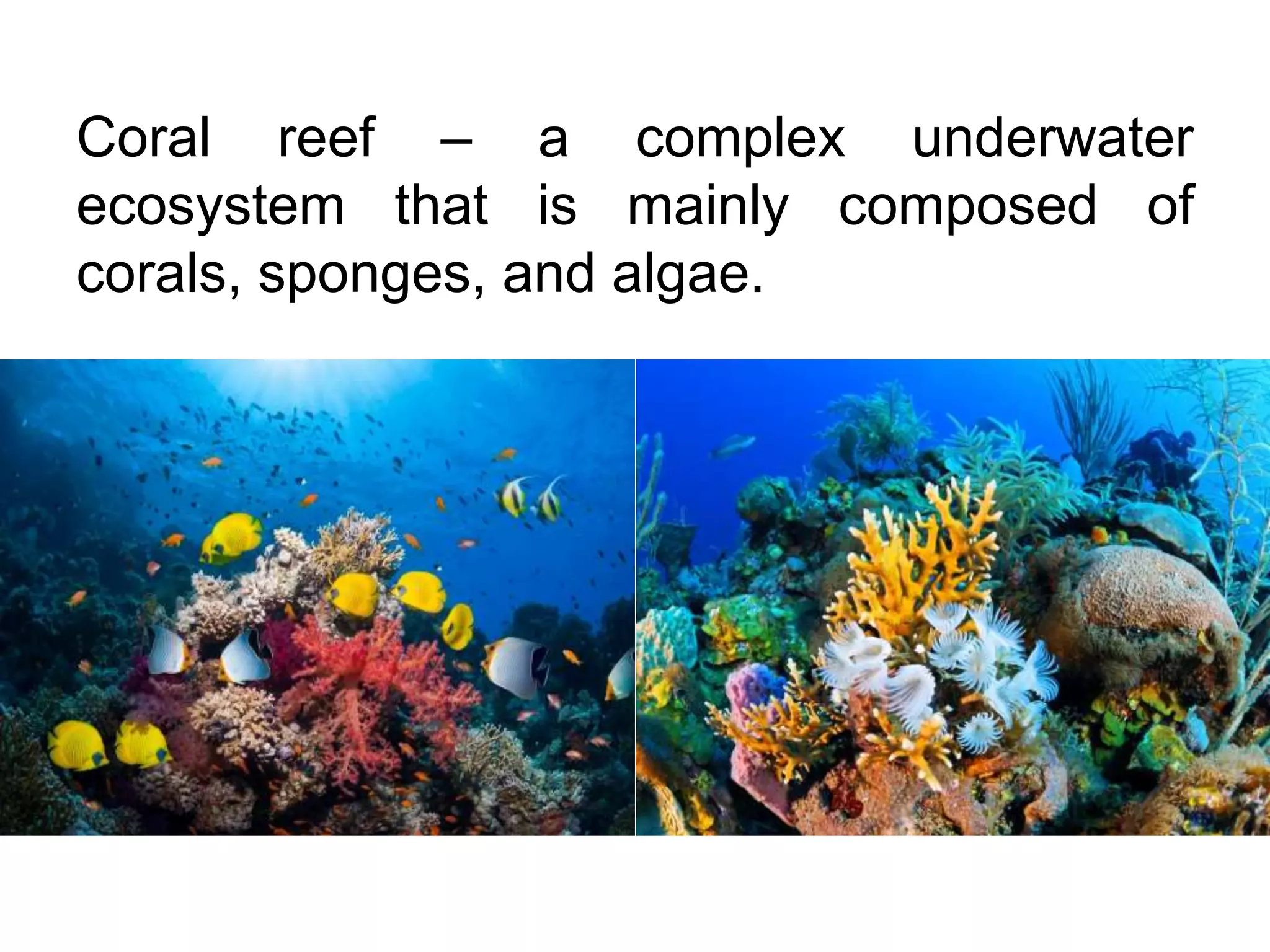 Interactions among living things in coral reefs | PPTX