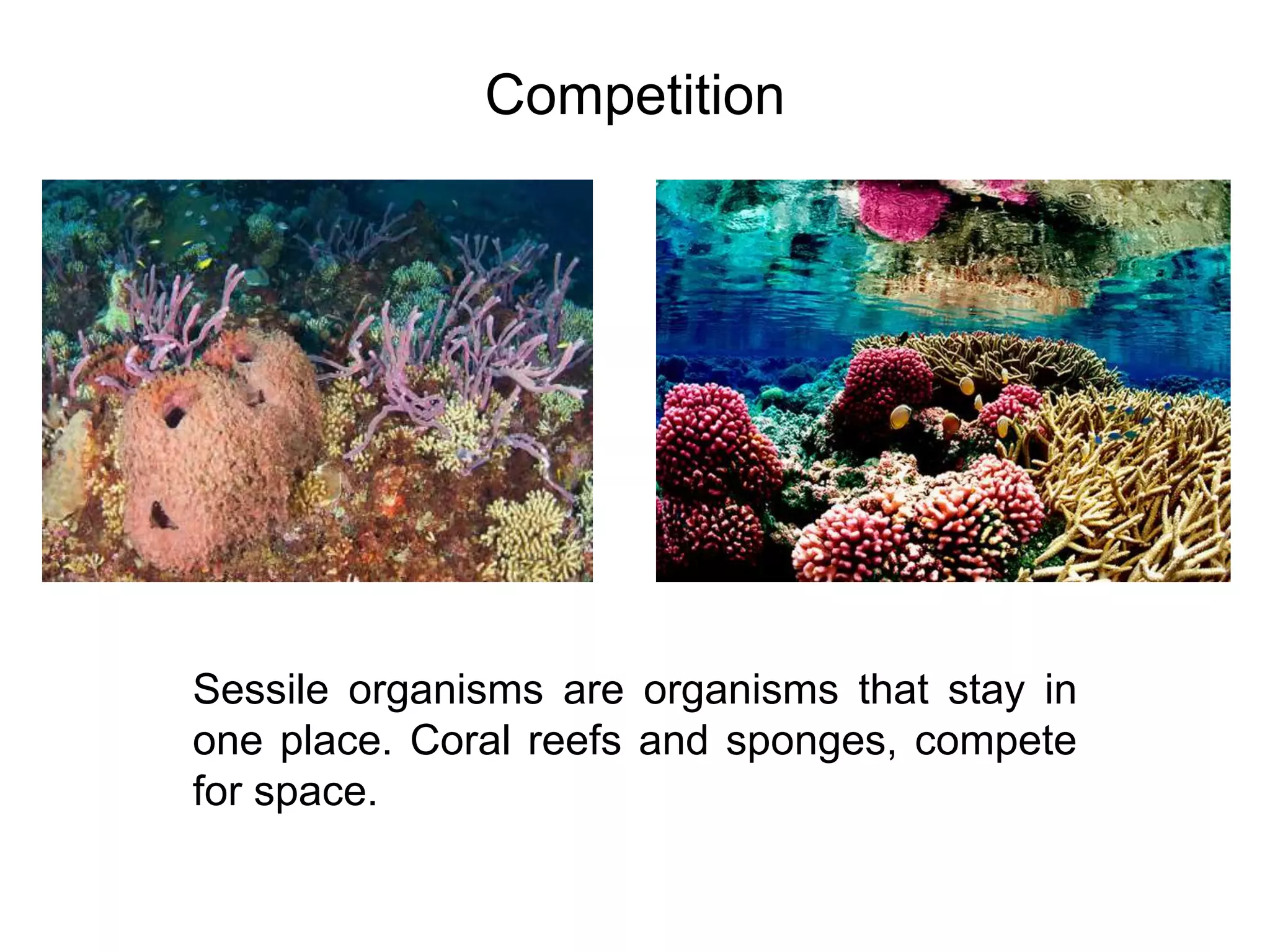 Interactions among living things in coral reefs | PPTX