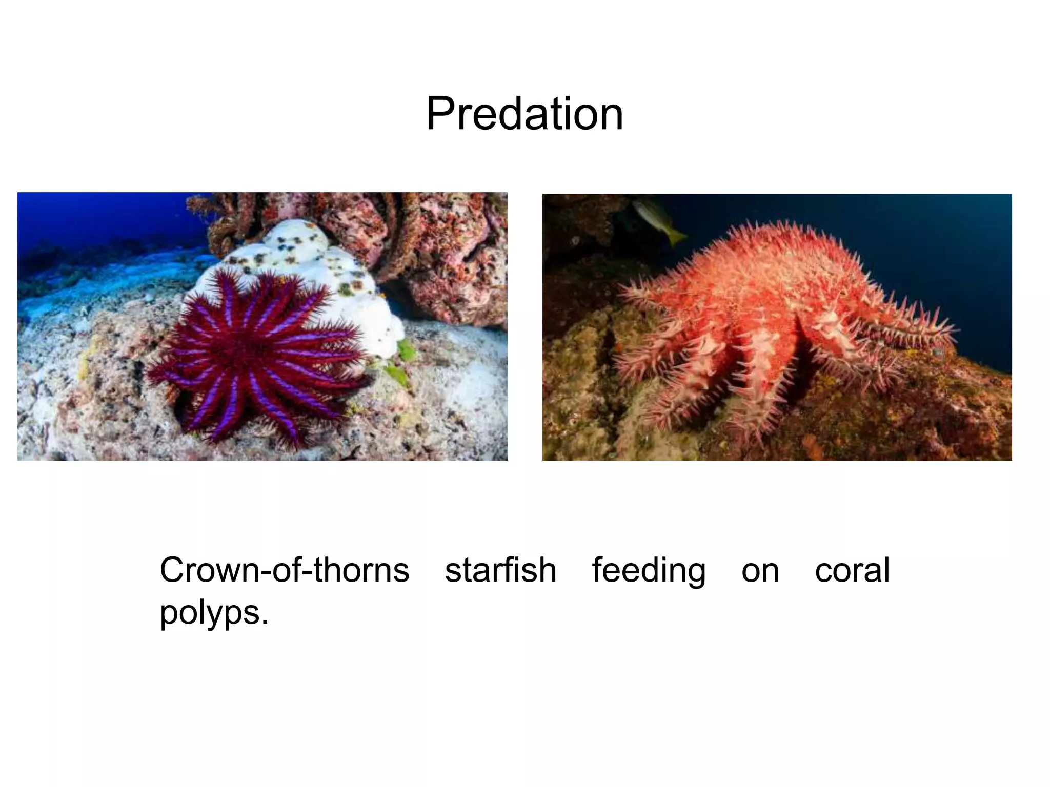 Interactions among living things in coral reefs | PPTX