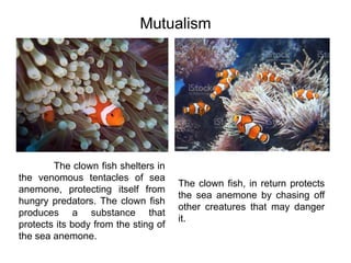 Interactions among living things in coral reefs | PPTX