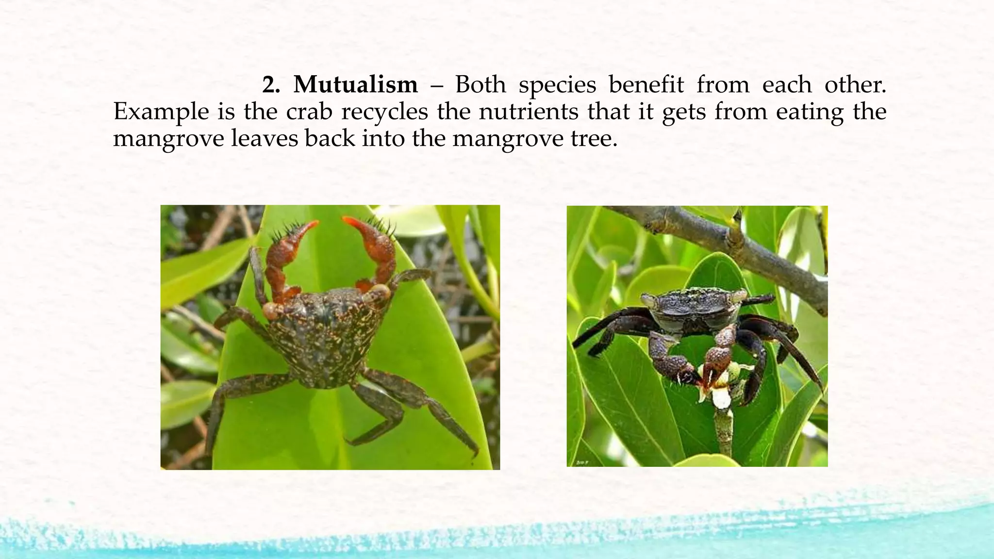 Interactions among Living Things in Mangrove Swamps.pptx