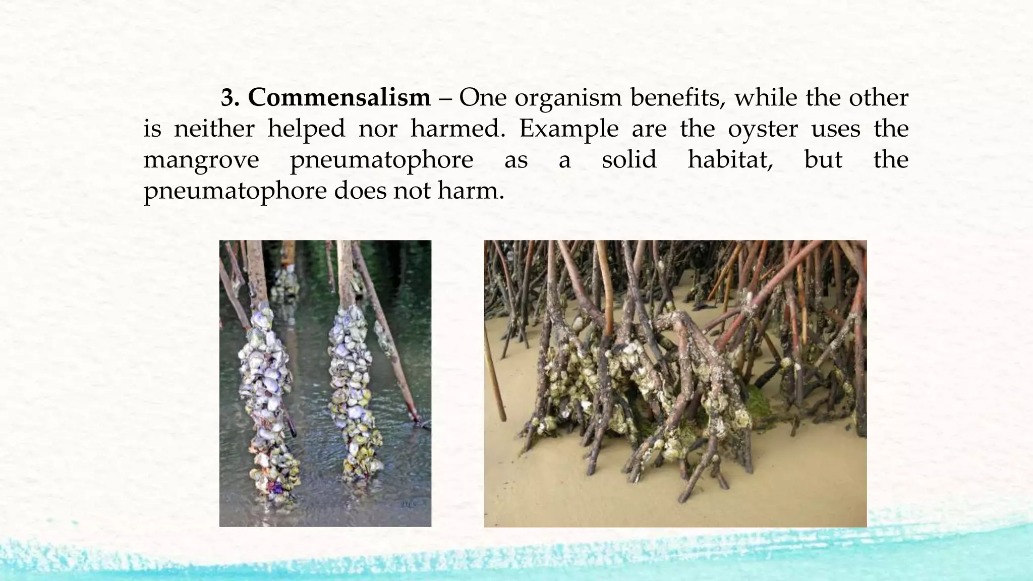 Interactions among Living Things in Mangrove Swamps.pptx