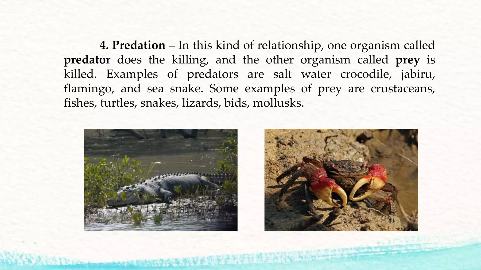 Interactions among Living Things in Mangrove Swamps.pptx