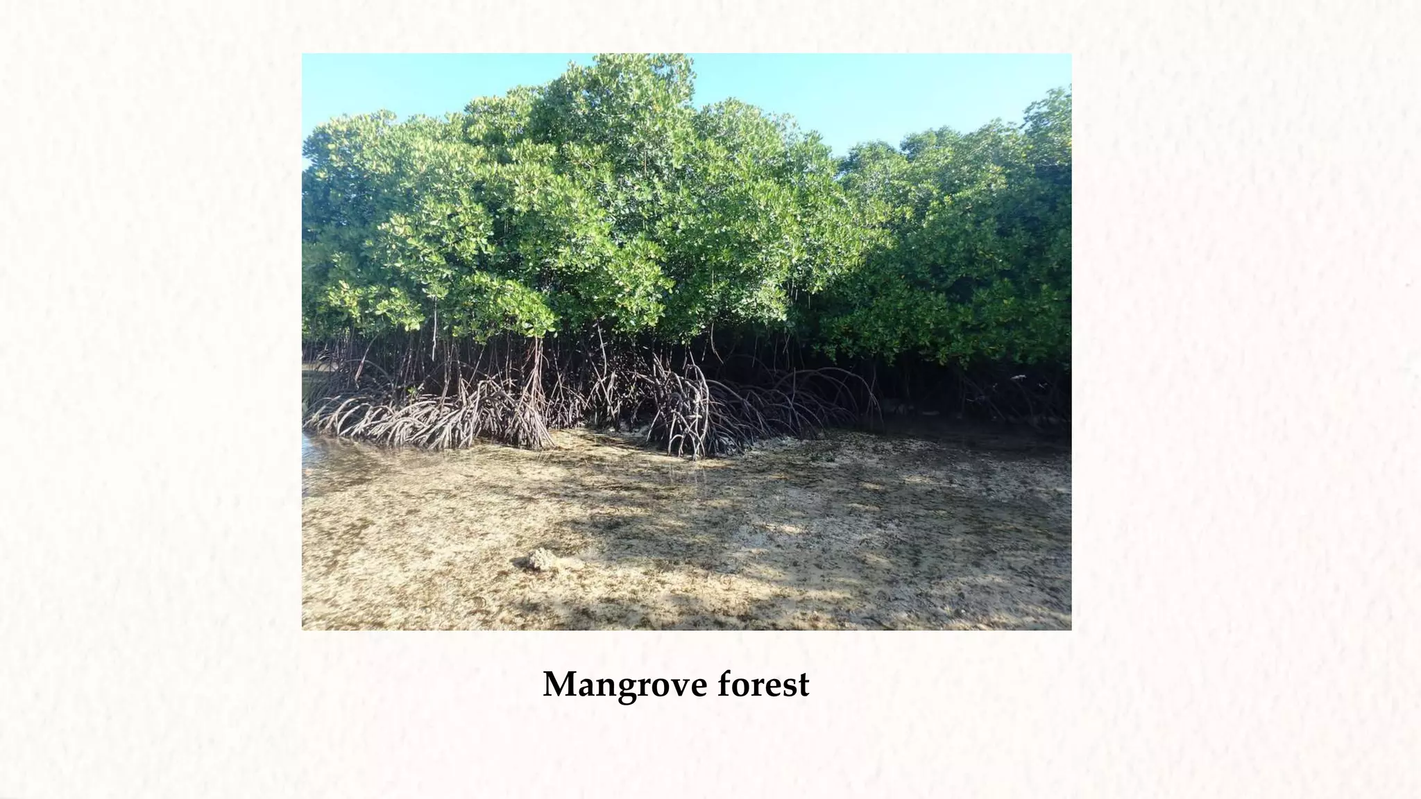 Interactions among Living Things in Mangrove Swamps.pptx