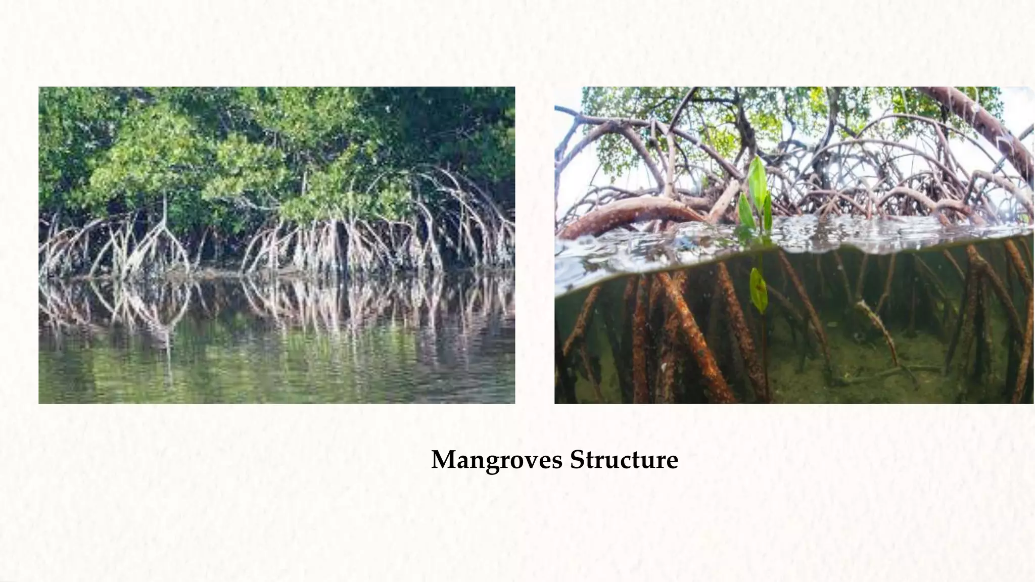 Interactions among Living Things in Mangrove Swamps.pptx