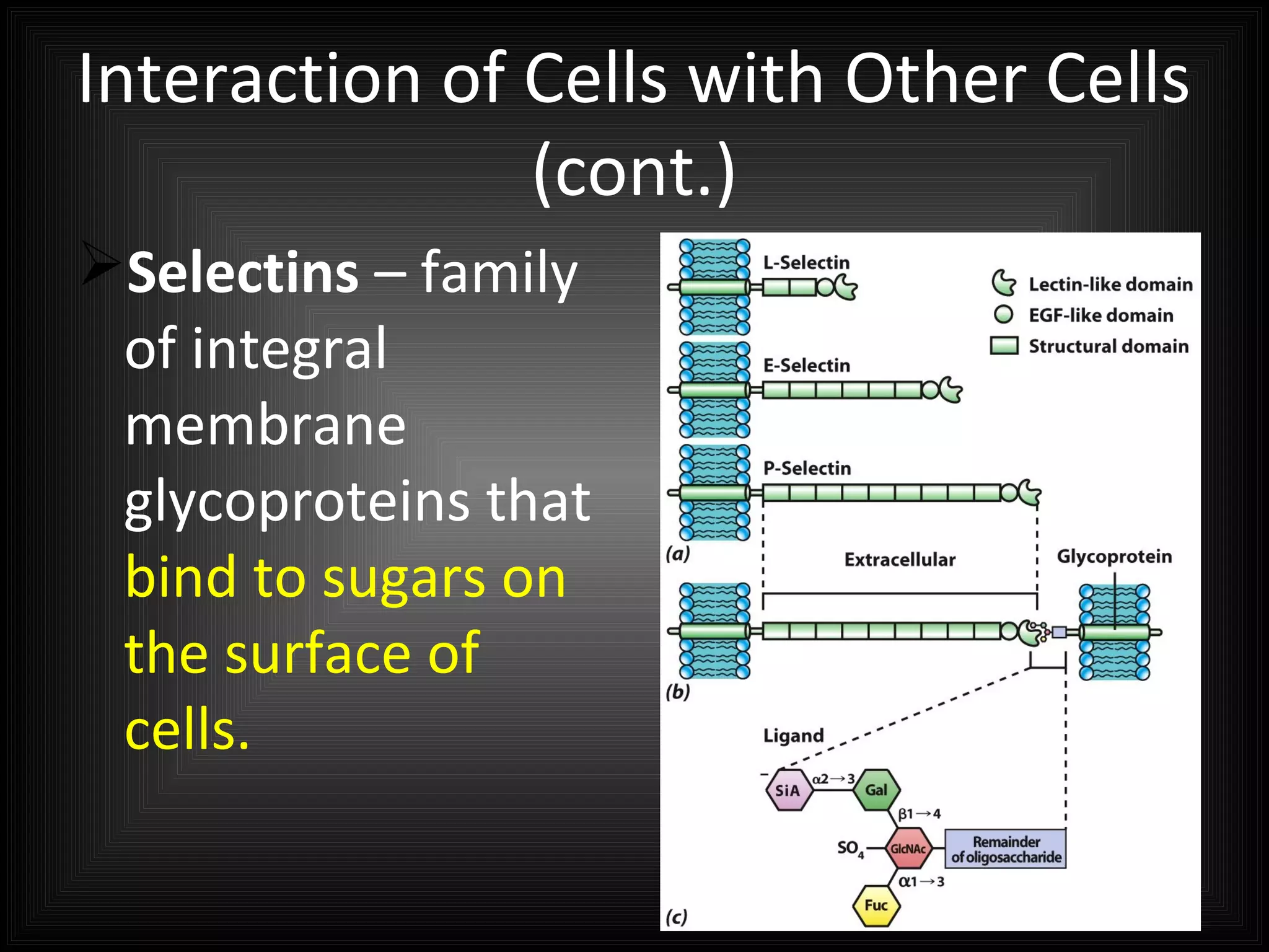 Interactions Between Cells and Their Environment | PPT | Biological ...