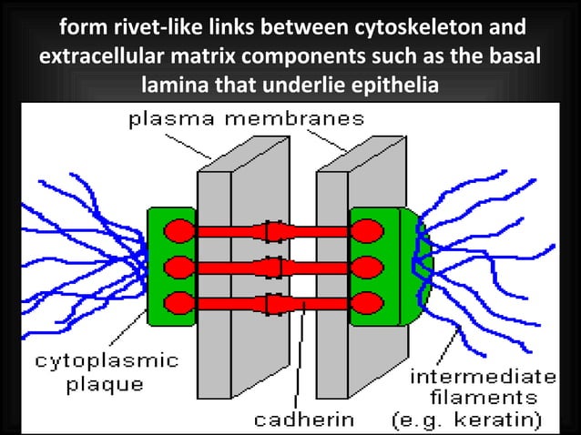 Interactions Between Cells and Their Environment | PPT | Biological ...