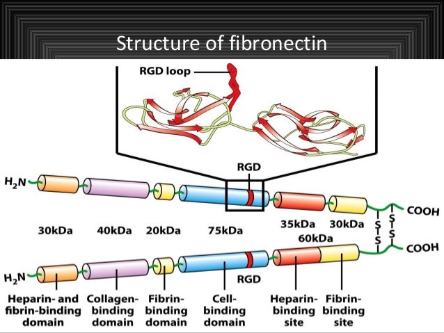 Interactions Between Cells and Their Environment